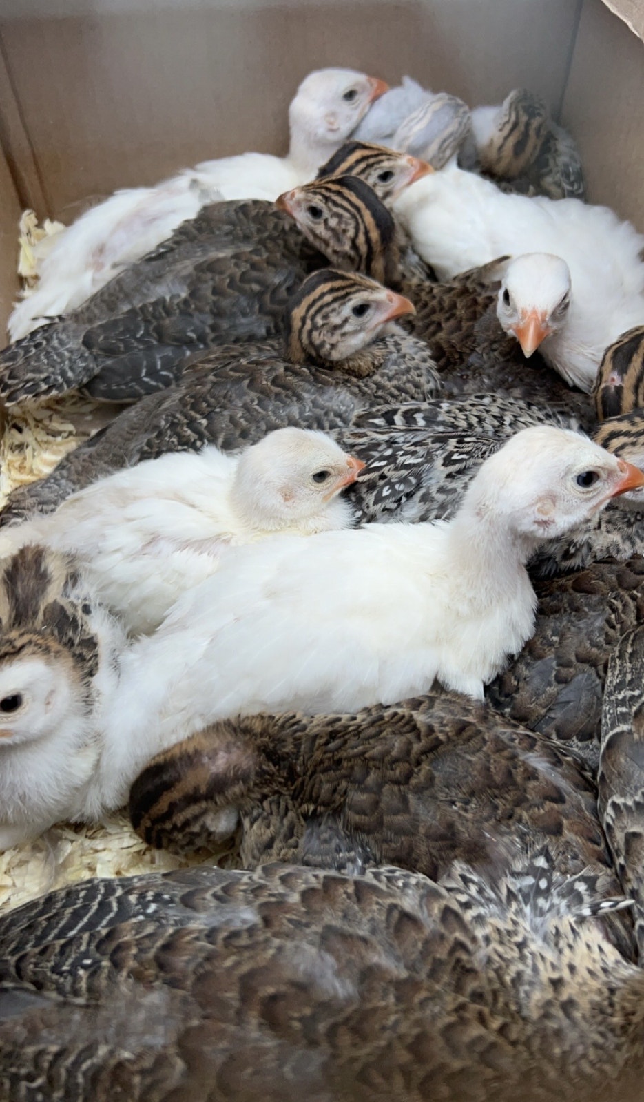 Guinea Fowl Hatching Eggs | Livestock | Saskatoon | Free local ...
