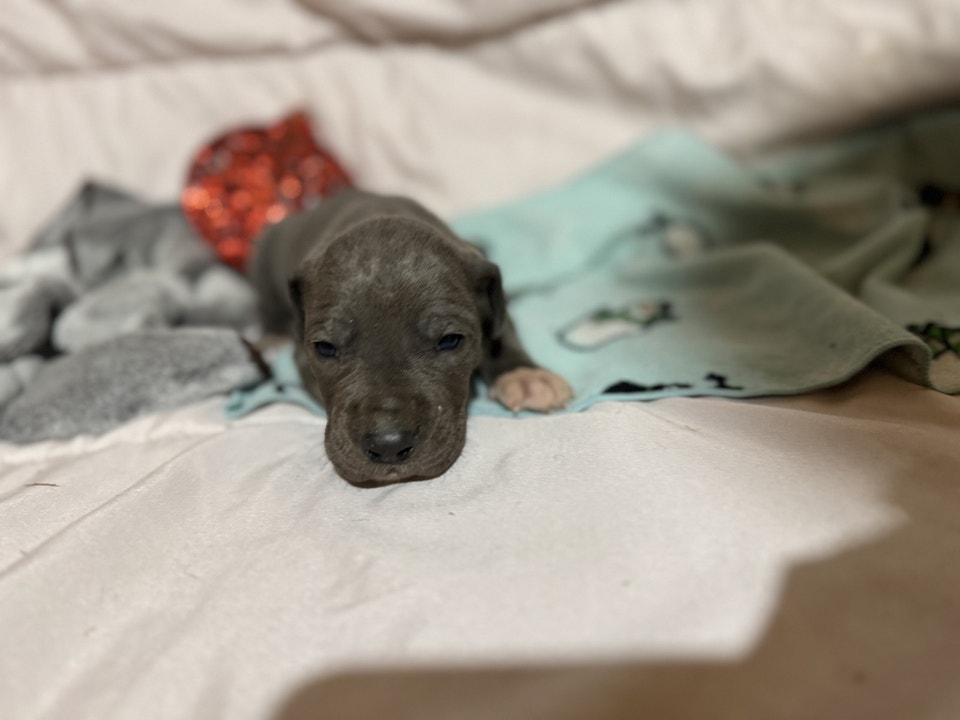 Gorgeous Litter of Great Danes! | Dogs & Puppies for Rehoming | London ...