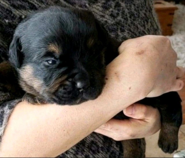 Male Rottweiler puppy for sale | Dogs & Puppies for Rehoming | City of ...