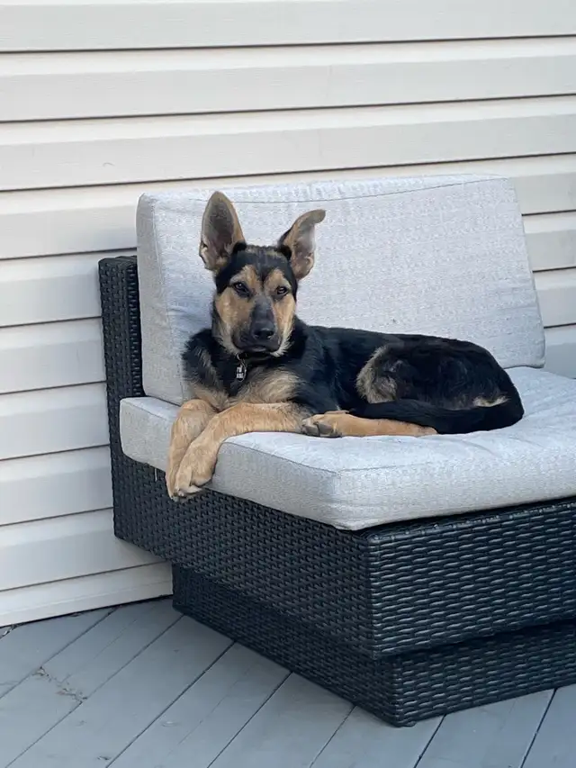 German Sheppard Puppy | Dogs & Puppies for Rehoming | St. Albert | Free ...