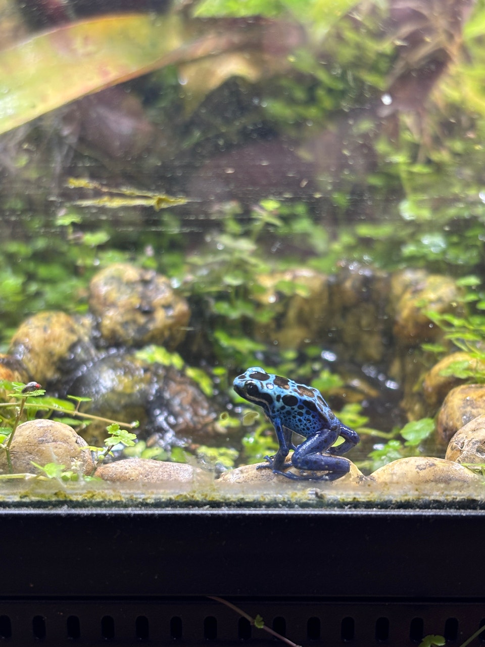 dendrobates tinctorius azureus (Blue poison dart frog) | Reptiles ...