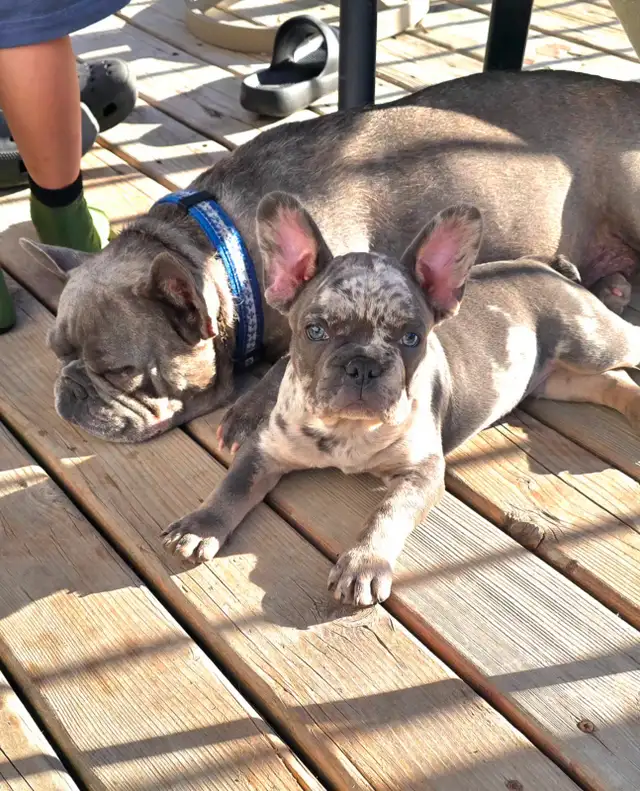 Magnifique Bouledogue francais mâle | Dogs & Puppies for Rehoming ...