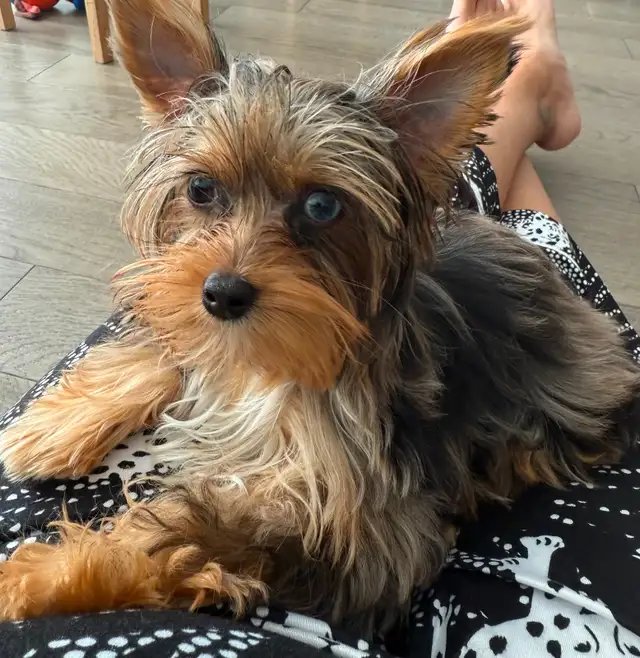 Yorkshire / Biewer Terrier | Dogs & Puppies for Rehoming | Oakville ...