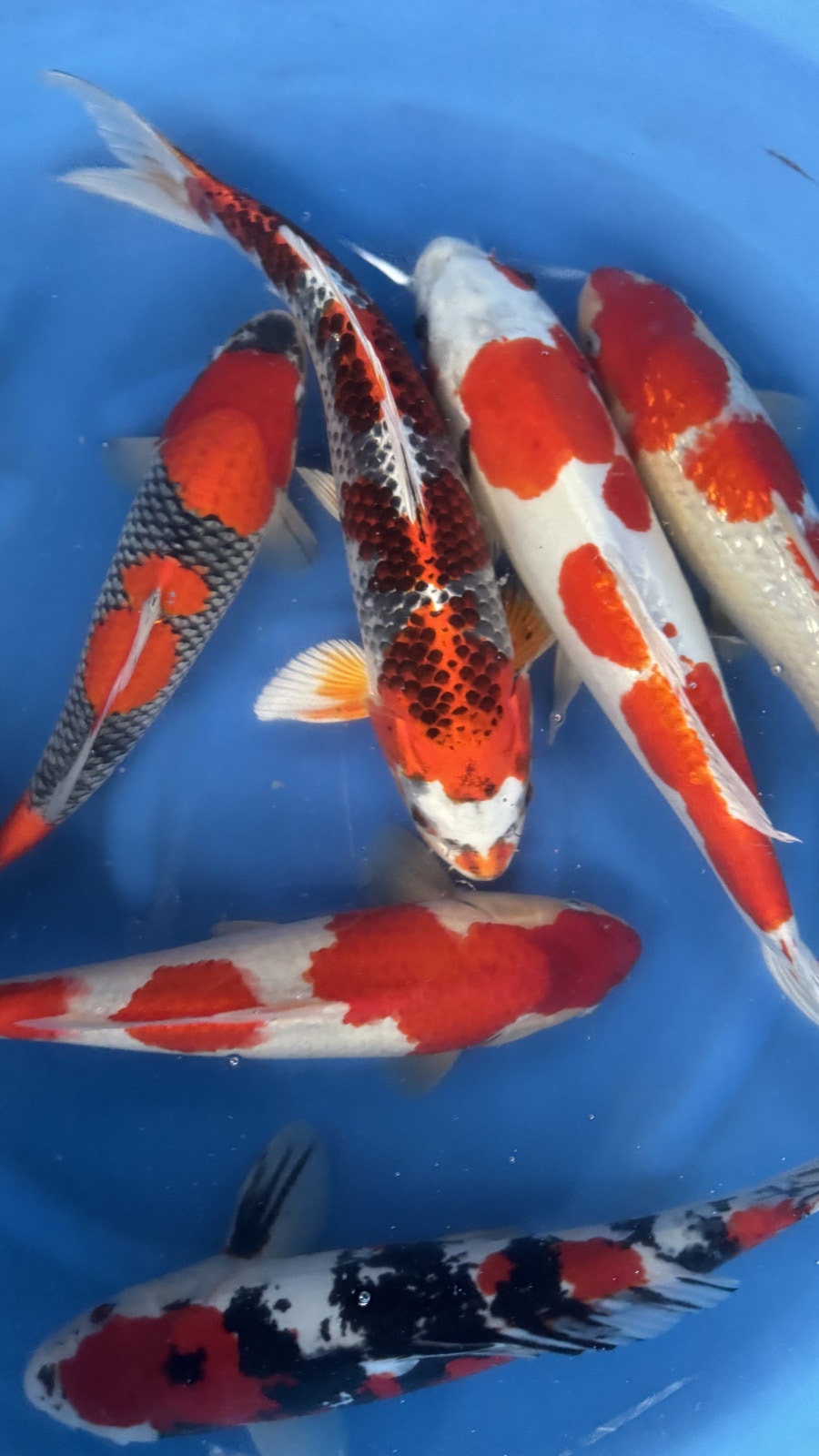 koi fish for sale | Fish for Rehoming | Burnaby/New Westminster | Free ...