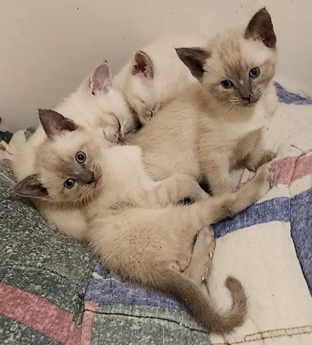 SIAMESE KITTENS | CHATON SIAMOIS | Cats & Kittens for Rehoming | City ...