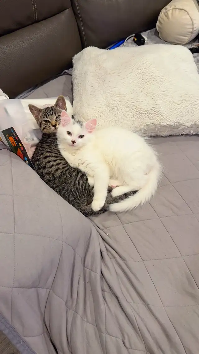 Chaton Female prête à partir | Cats & Kittens for Rehoming | City of ...