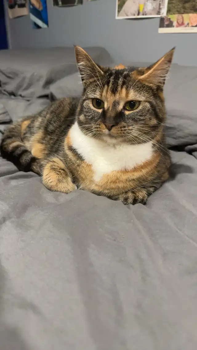 Rehoming 2 cats | Cats & Kittens for Rehoming | Summerside | Free local ...