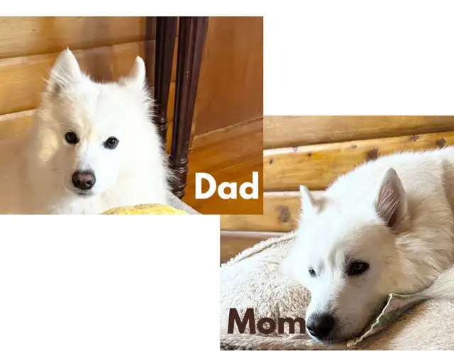 Samoyed Puppies for sale THE NEW UPDATED PRICE | Dogs & Puppies for ...