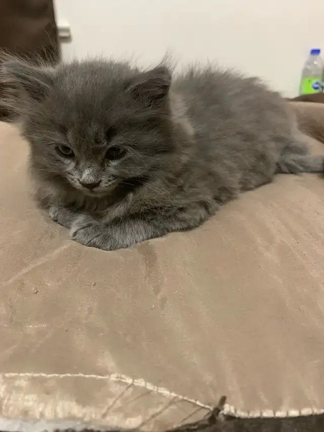 Siberian Blue Russian kittens (sale pending) | Cats & Kittens for ...