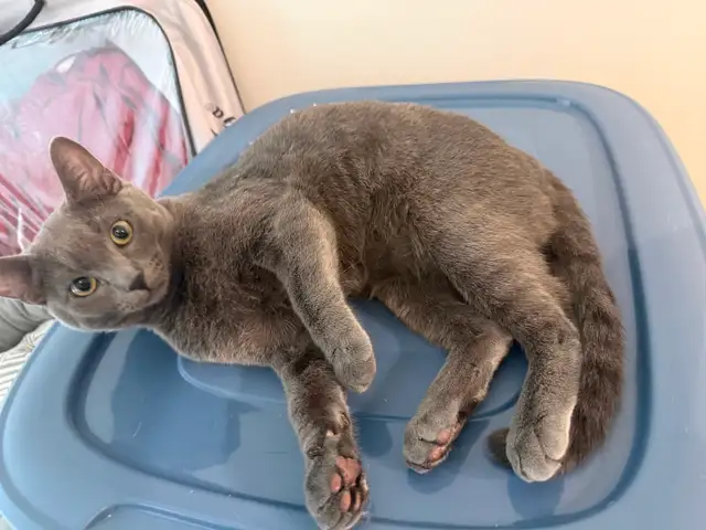 7 month kitten | Cats & Kittens for Rehoming | Delta/Surrey/Langley ...