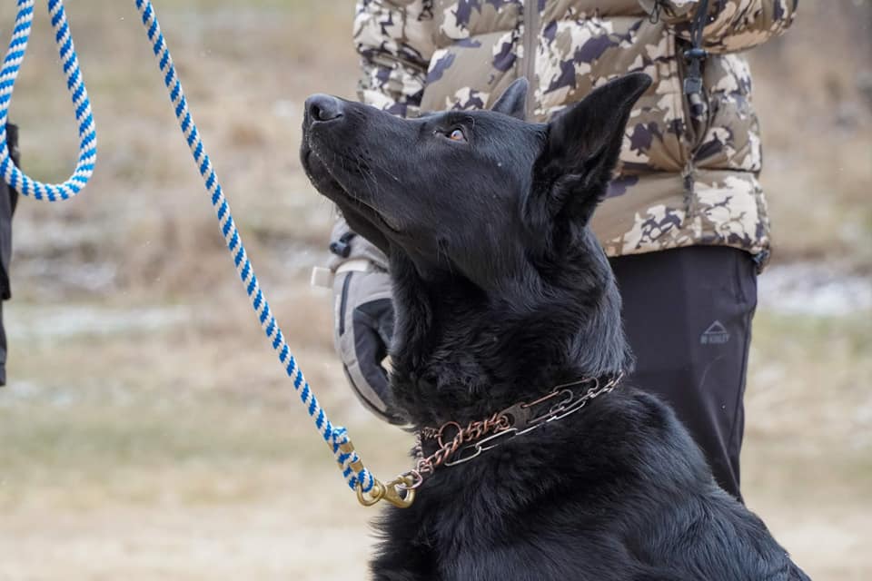 CKC Registered, 5 year old BLACK German Shepherd MALE Available! | Dogs ...