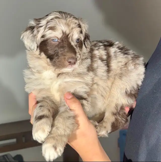 2 TRÈS RARE DOODLES , BORDOODLES Red Merle CHIOTS - PUPPIES | Dogs ...