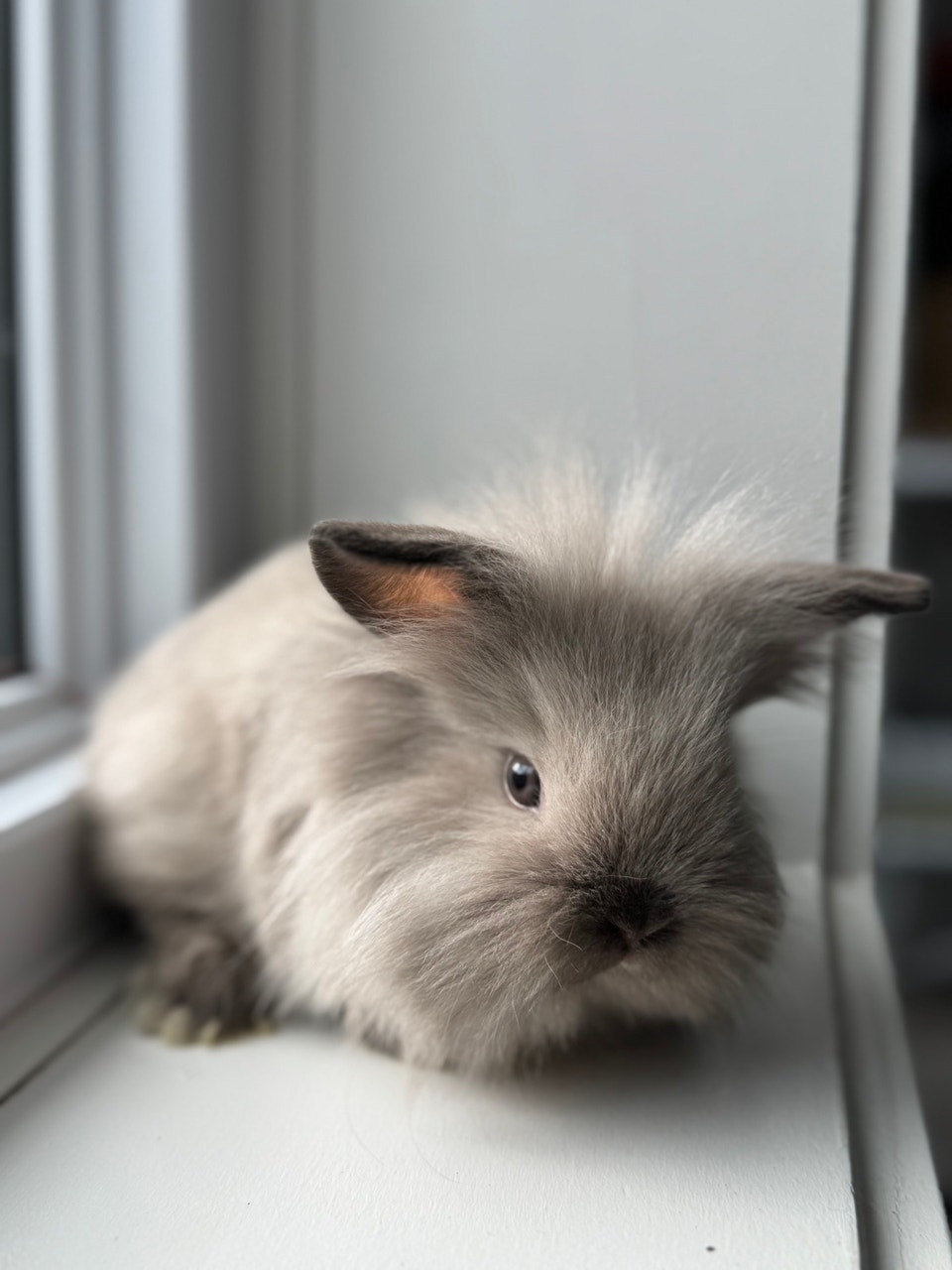 Holland Lop and Lionhead Mix Rabbit | Small Animals for Rehoming ...