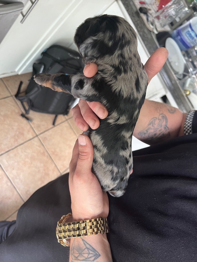 Cockapoo F2( rare color) | Dogs & Puppies for Rehoming | Gatineau | Kijiji