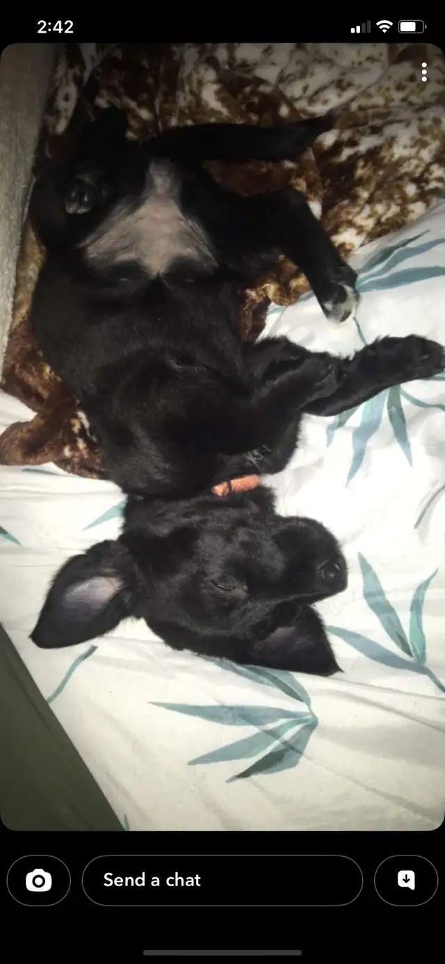 Puppy!!! GOLDEN DOODLE/CORGI- ONE LEFT!!! READY TO GO!! | Dogs ...