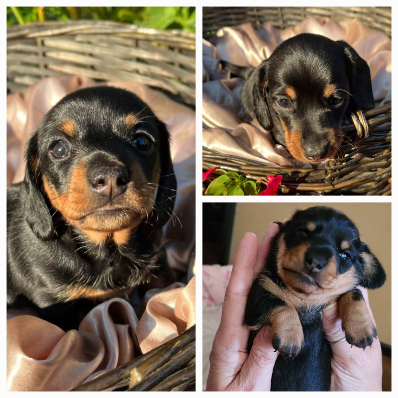 Dachshund puppies - now ready to go! | Dogs & Puppies for Rehoming ...
