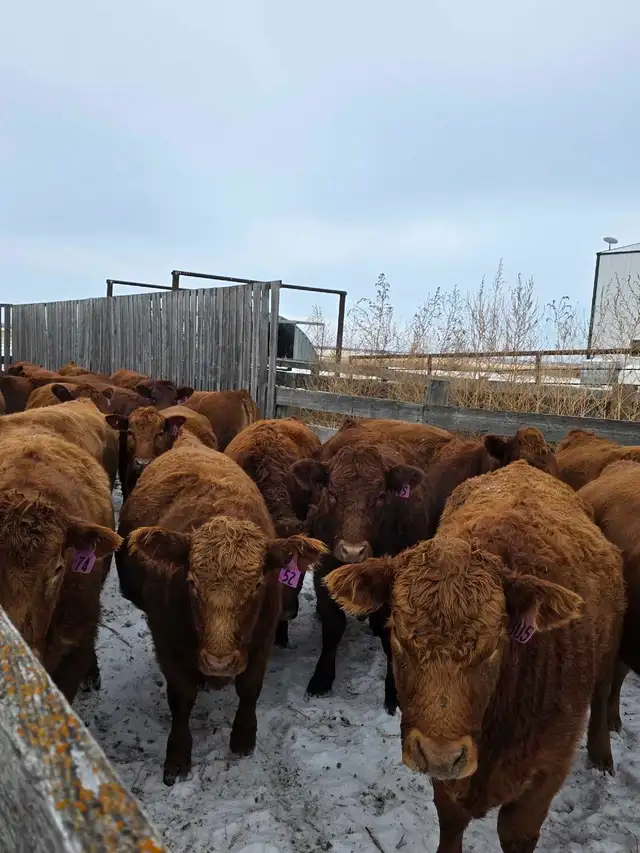 Premium Red Angus X Bred Heifers | Livestock | Lloydminster | Free ...