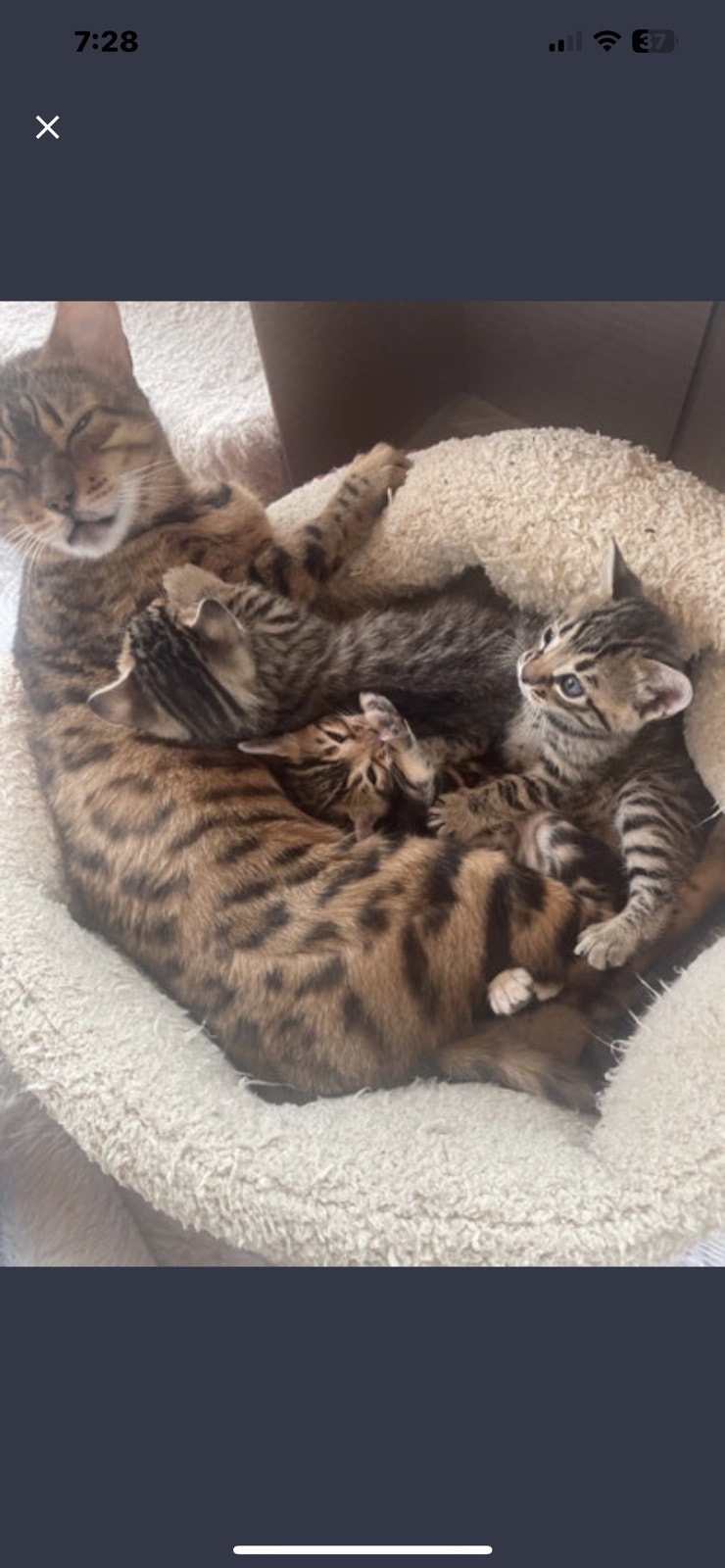Beautiful Purebred Bengal Cat Kittens | Cats & Kittens for Rehoming ...