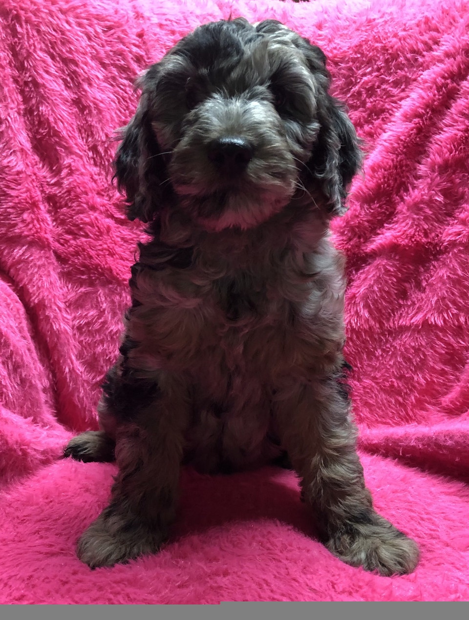 Super Cuddly F1b Labradoodles | Dogs & Puppies for Rehoming | Delta ...