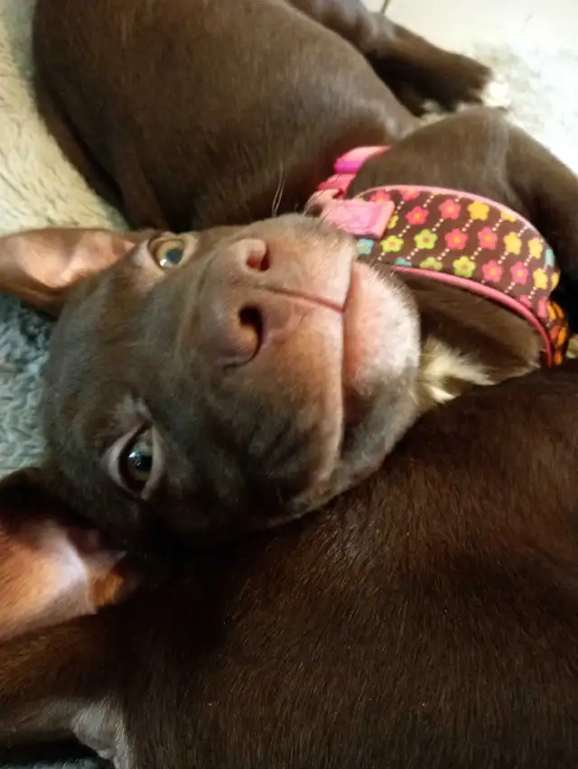 1 BEAUTY LEFT FEMALE Texas Red Nose Terrier Sault Ste Mari8e | Dogs ...