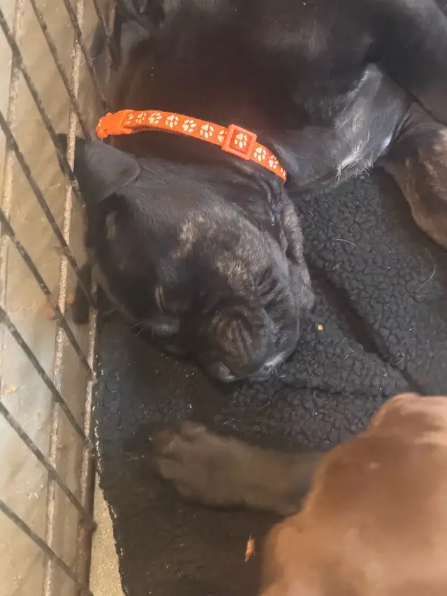 Cane Corso puppies ready to go only males left | Dogs & Puppies for ...