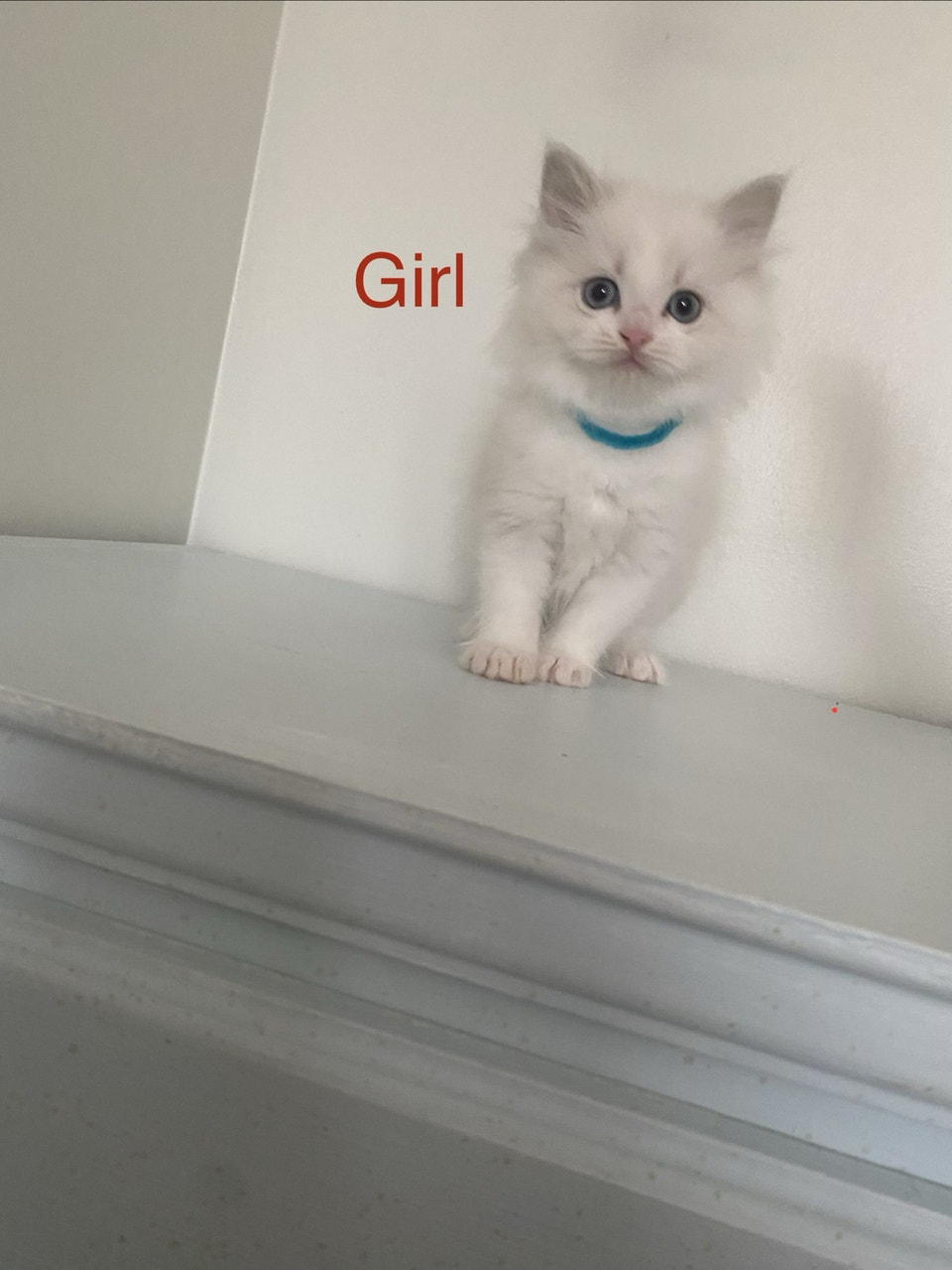 ragdoll kittens look for new home | Cats & Kittens for Rehoming | City ...