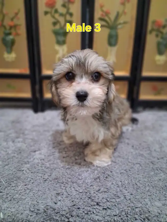 Shihpoo Puppies | Dogs & Puppies for Rehoming | City of Toronto | Free ...