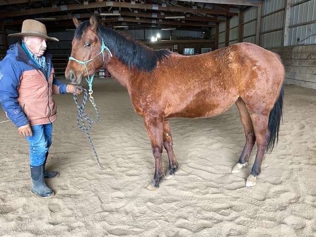 Adorable house looking for a New home | Horses & Ponies for Rehoming ...