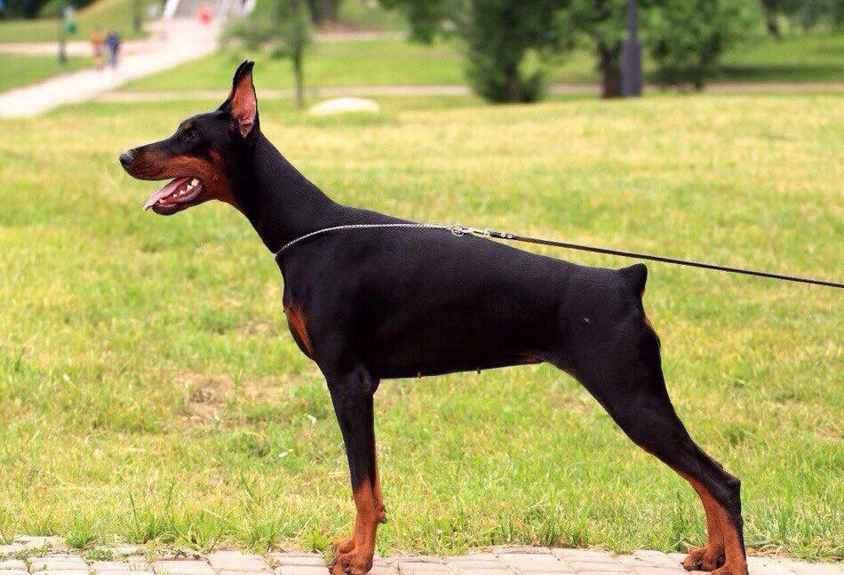 female Doberman to rehome | Dogs & Puppies for Rehoming | Belleville ...