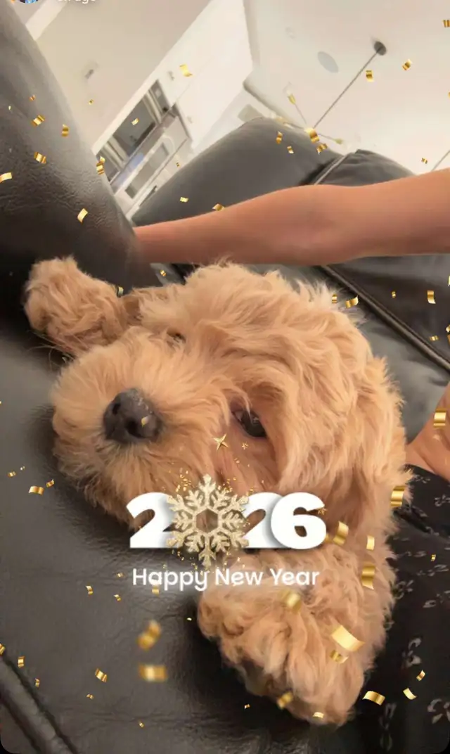 F1 Mini Cockapoo Puppy Ready | Dogs & Puppies for Rehoming | Markham ...