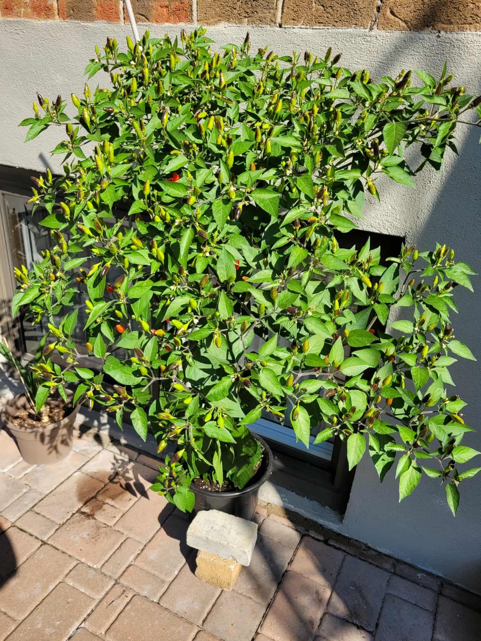 PLANTE PIMENT FORT QUI DURENT PLUSIEURS ANNÉES - PEPPER PLANT | Plants ...