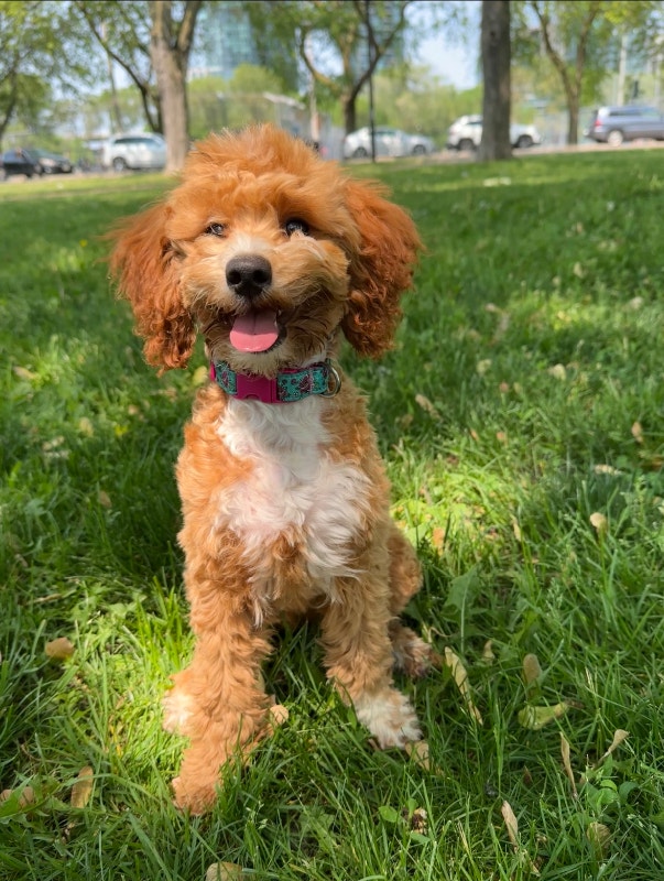 Puppy 5 months, all shots | Dogs & Puppies for Rehoming | City of ...