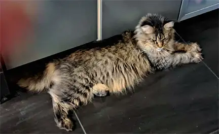 2 CHATONS MAINE COON, RARES POLYDACTILES 6-6-6-6 MALE ET FEMELLE | Cats ...