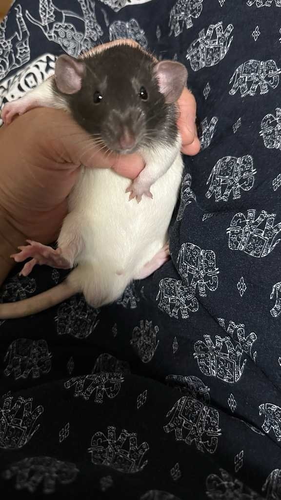 Fancy Rats | 2.5 Months Old | Small Animals for Rehoming | City of ...