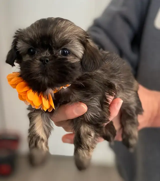 Malshi ( Shitsue x Maltais) | Dogs & Puppies for Rehoming | Laurentides ...