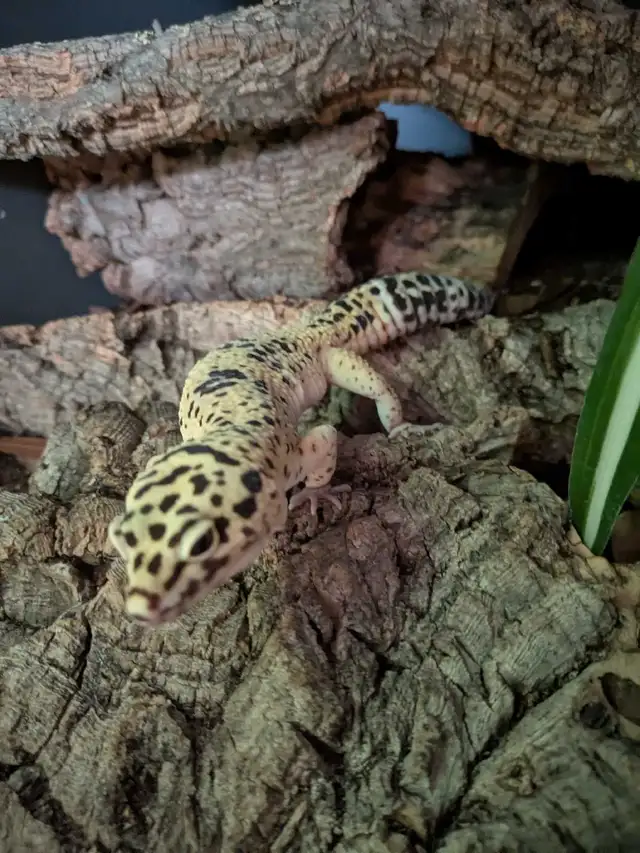 Healthy Adult Leopard Gecko – Well Established | Reptiles & Amphibians ...