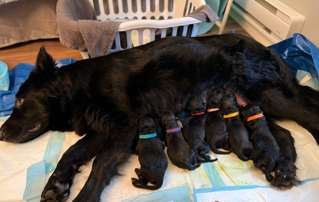 Pure Bred Long-Haired German Black/Bi-ColourShepherd Pups | Dogs ...