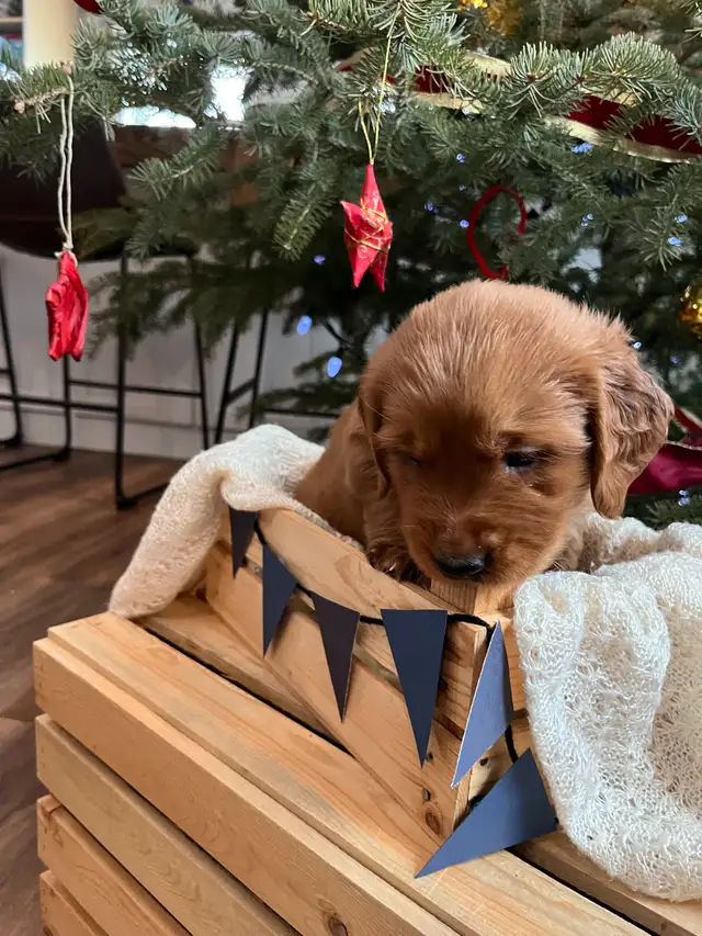 Red Golden Retriever Puppies - Northern Alberta | Dogs & Puppies for ...