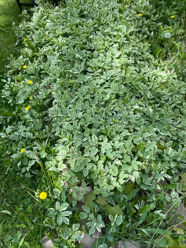 Free Ground Cover Plants- Snow on The Mountain (Bishop’s Weed) | Free ...