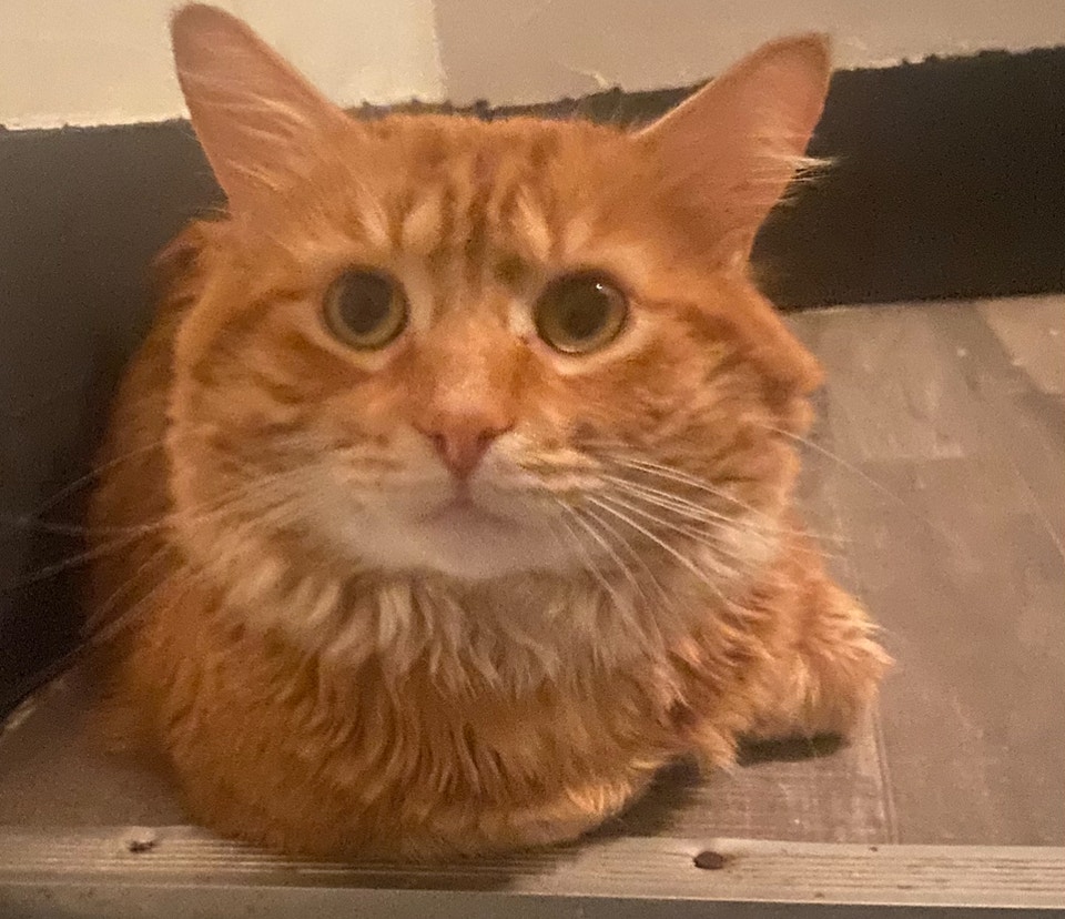 Orange male cat | Cats & Kittens for Rehoming | Cape Breton | Free ...