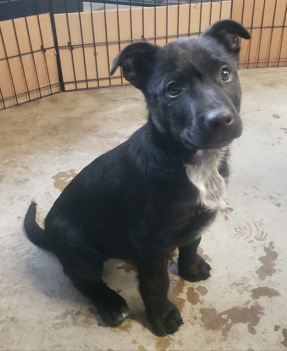 Border Collie SUPER CUTE Puppies | Dogs & Puppies for Rehoming ...