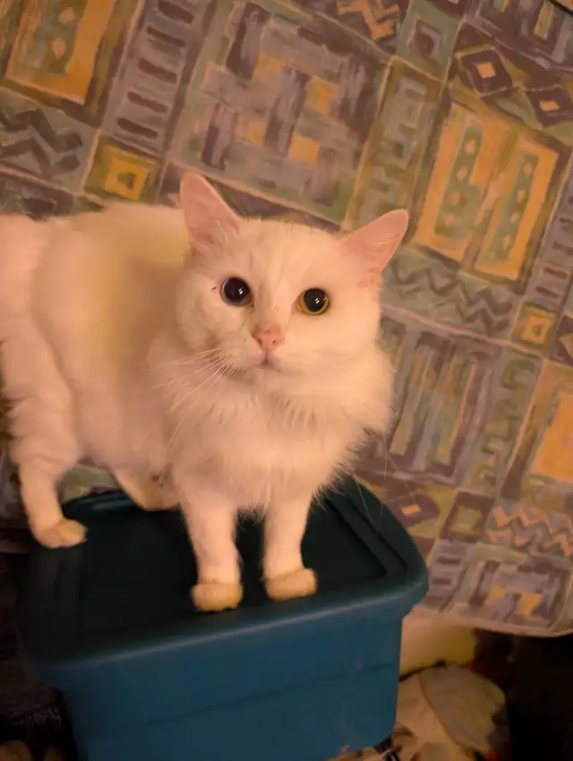 Turkish Angora all white one yellow eye one blue eye | Cats & Kittens ...
