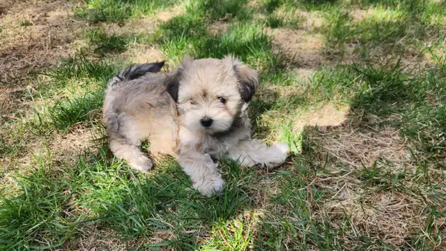 Havanese Maltese mix puppies for rehome | Dogs & Puppies for Rehoming ...