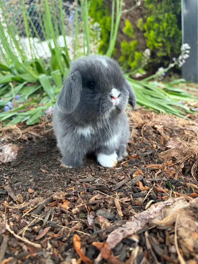 Stunning Purebred Holland Lop Baby Bunnies - Ready June 5th | Small ...