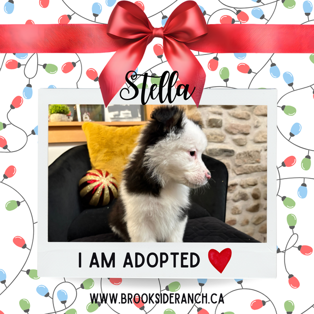 ONLY 3 LEFT! Australian Shepherds Available for Adoption! | Dogs ...