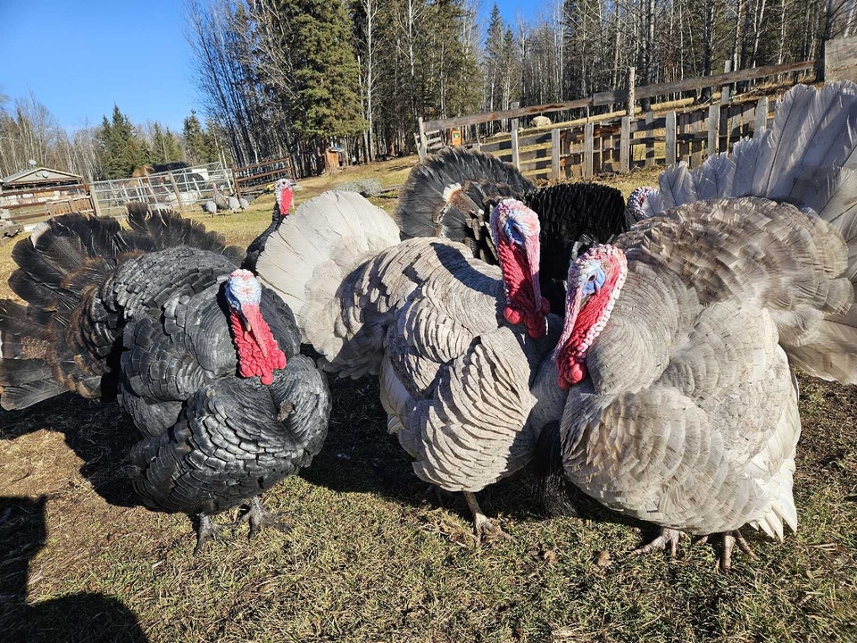 Merriam Turkeys | Livestock | Edmonton | Free local classifieds - Kijiji