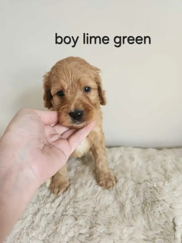 Cockapoo Puppies | Dogs & Puppies for Rehoming | Winnipeg | Free local ...