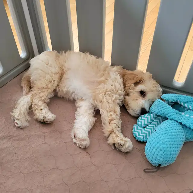 Mini Cockapoo Puppies | Dogs & Puppies for Rehoming | Cape Breton ...