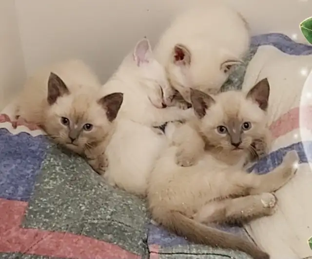 SIAMESE KITTENS | CHATON SIAMOIS | Cats & Kittens for Rehoming | City ...