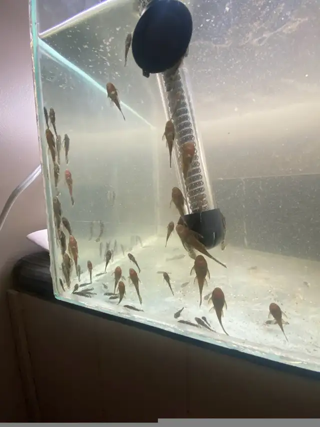 frontosa fry, yellow lab fry, pleco fry | Fish for Rehoming | City of ...